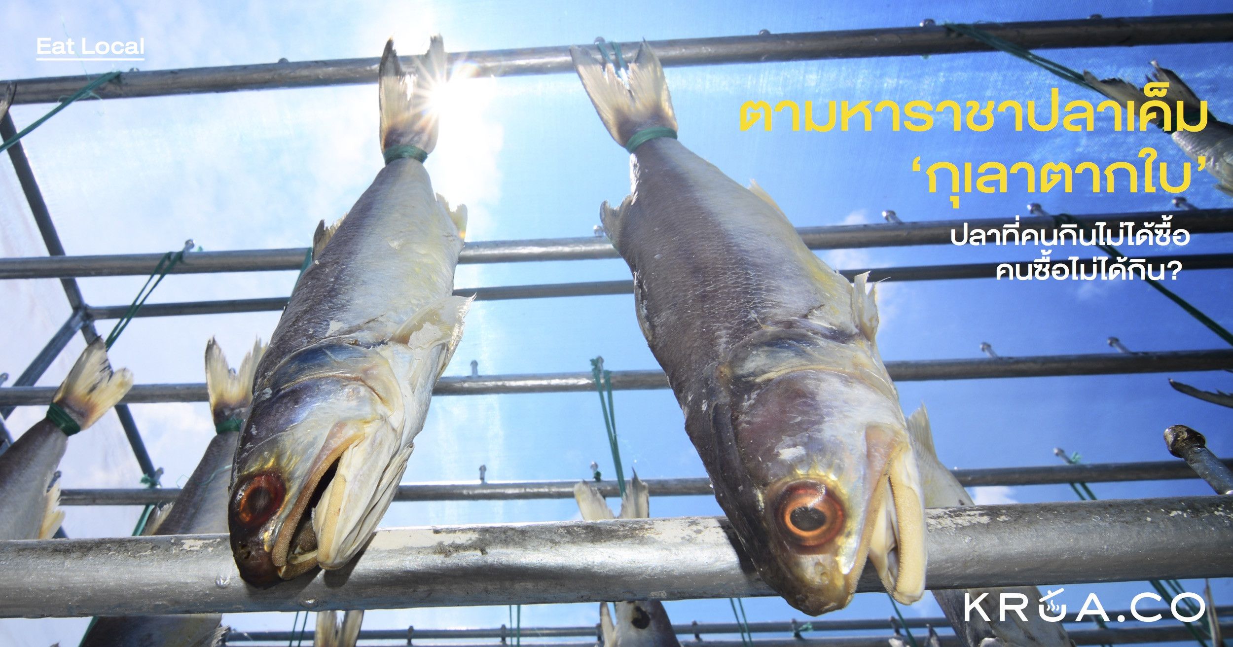 ตามหาราชาปลาเค็ม ‘กุเลาตากใบ’ ปลาที่คนกินไม่ได้ซื้อ คนซื้อไม่ได้กิน? by ...